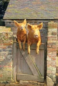 Guide to Heritage Hog Breeds | Grit